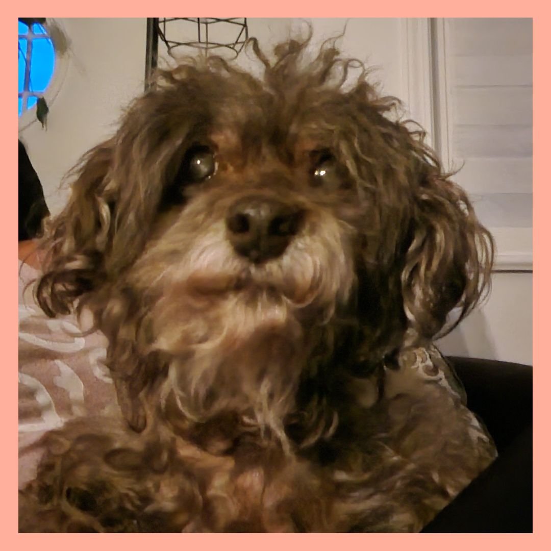 Why Canine Rescue is Important: Shop For Paws + Cause